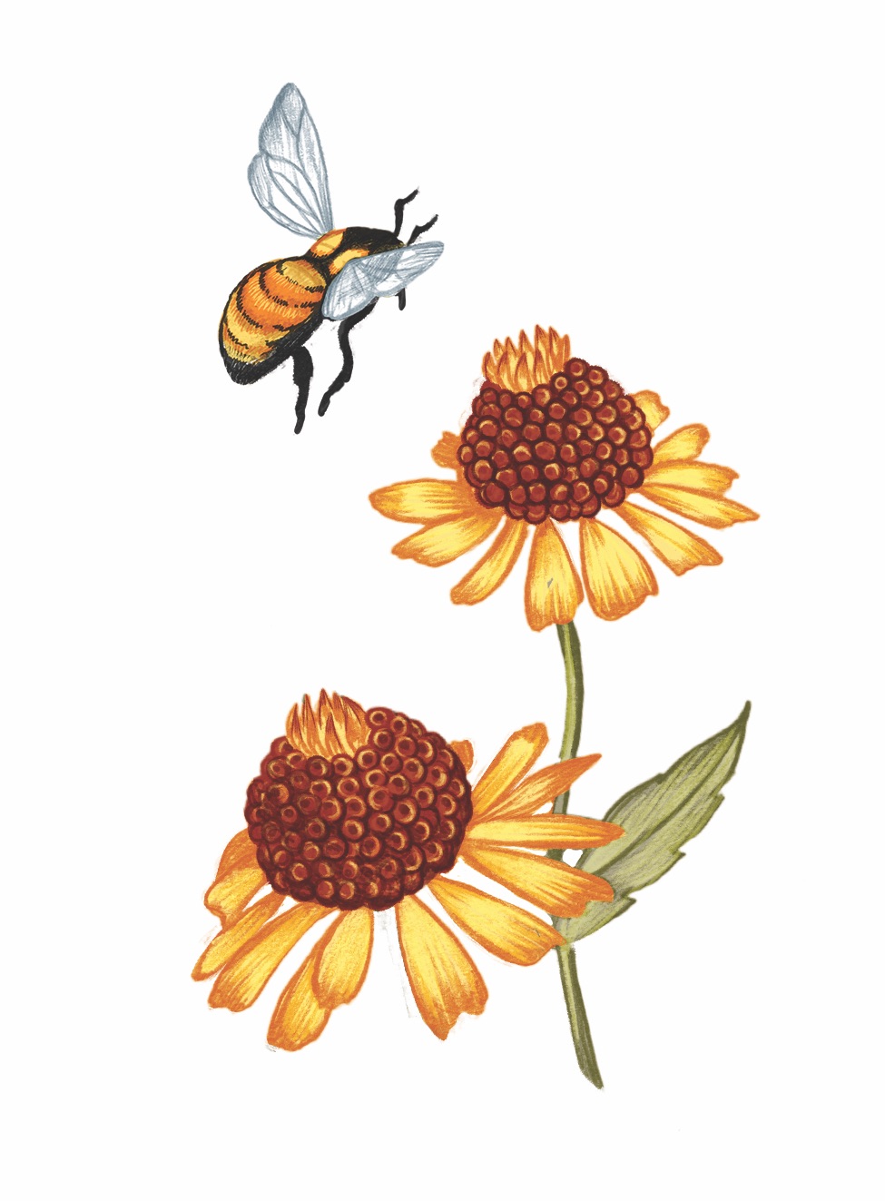 Planting for Pollinators