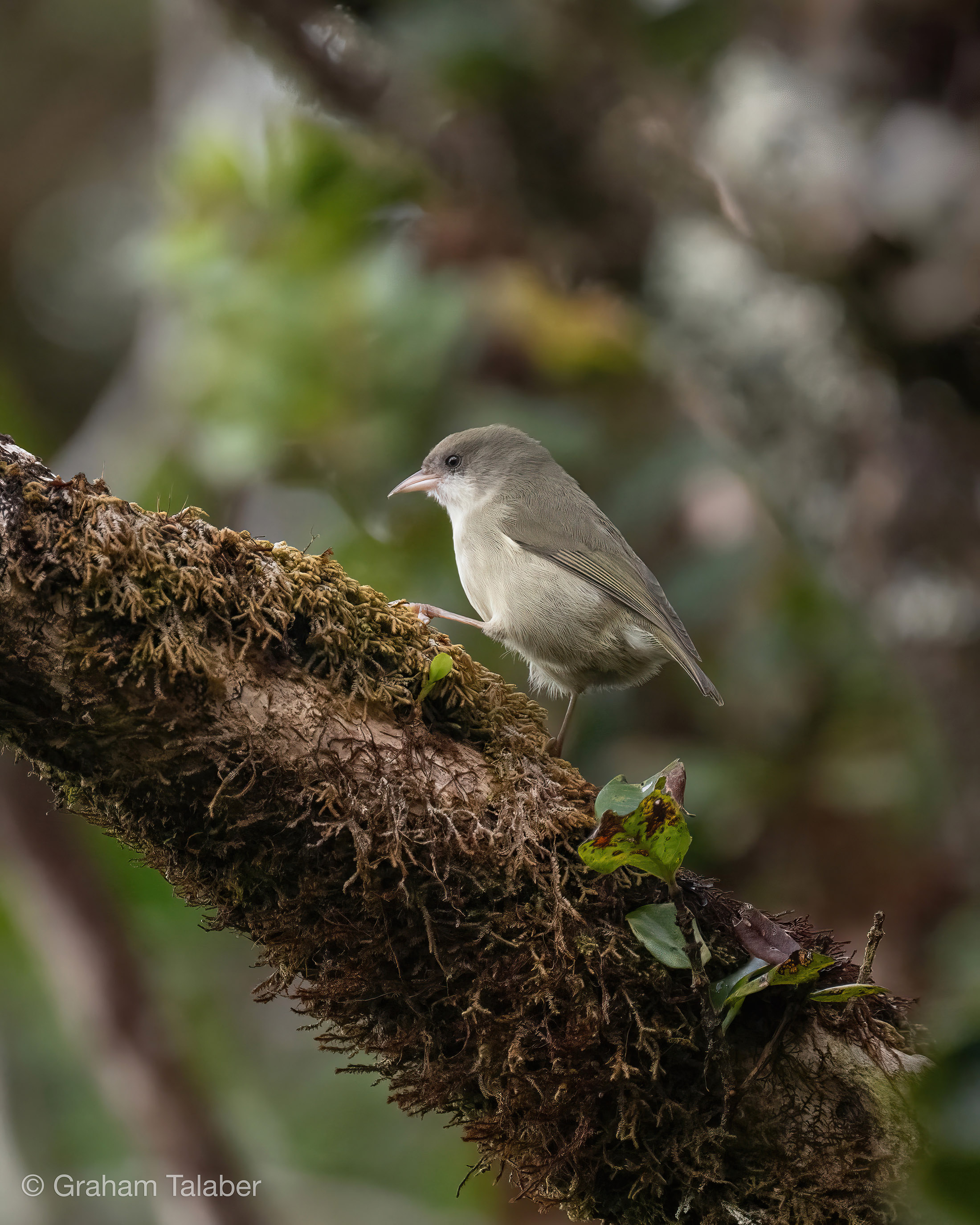 Nā Manu Nahele: Hawaiʻi’s Forest Birds I The Nature Conservancy