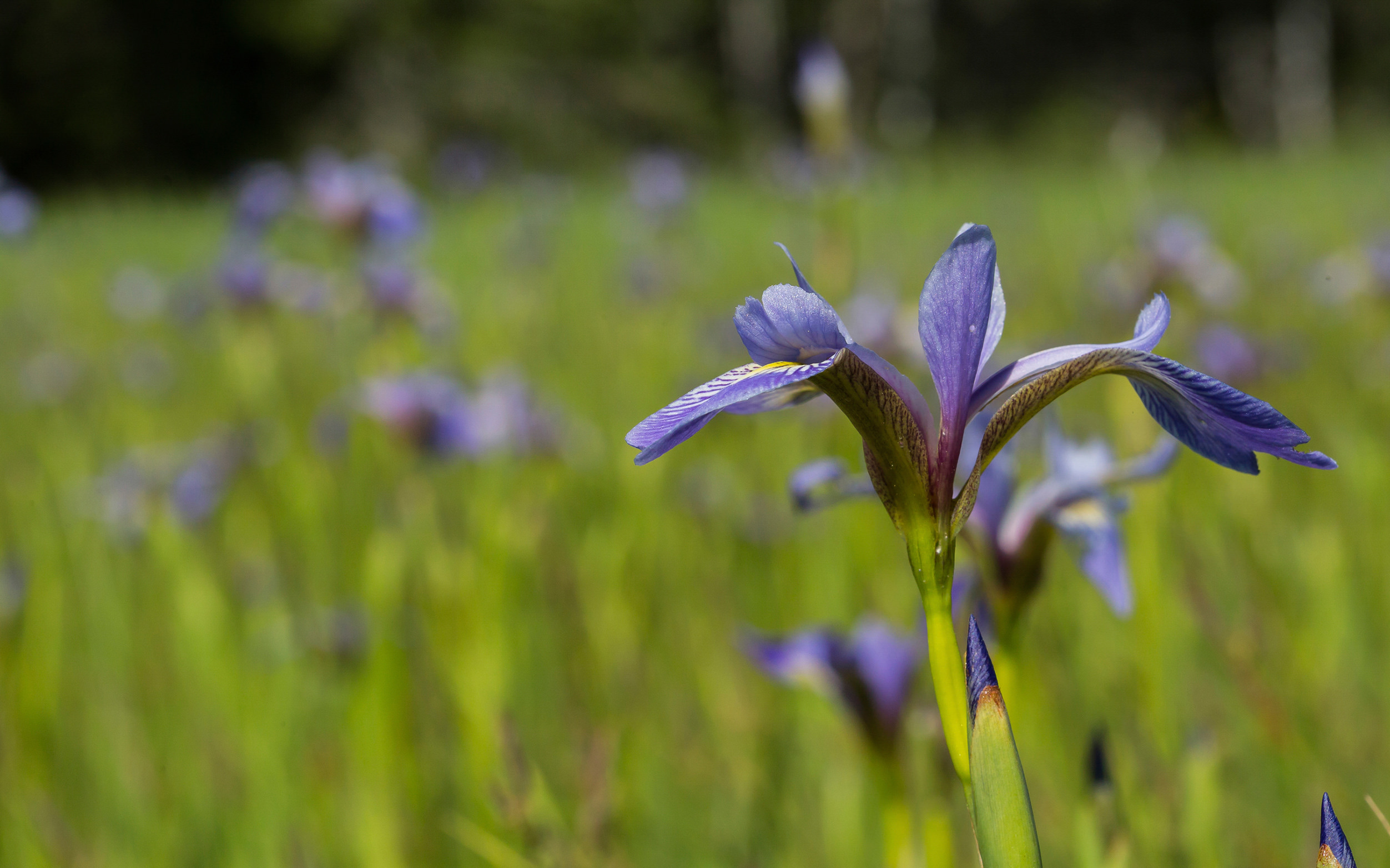 Ohio Wildflowers to Find All Year Long | The Nature Conservancy