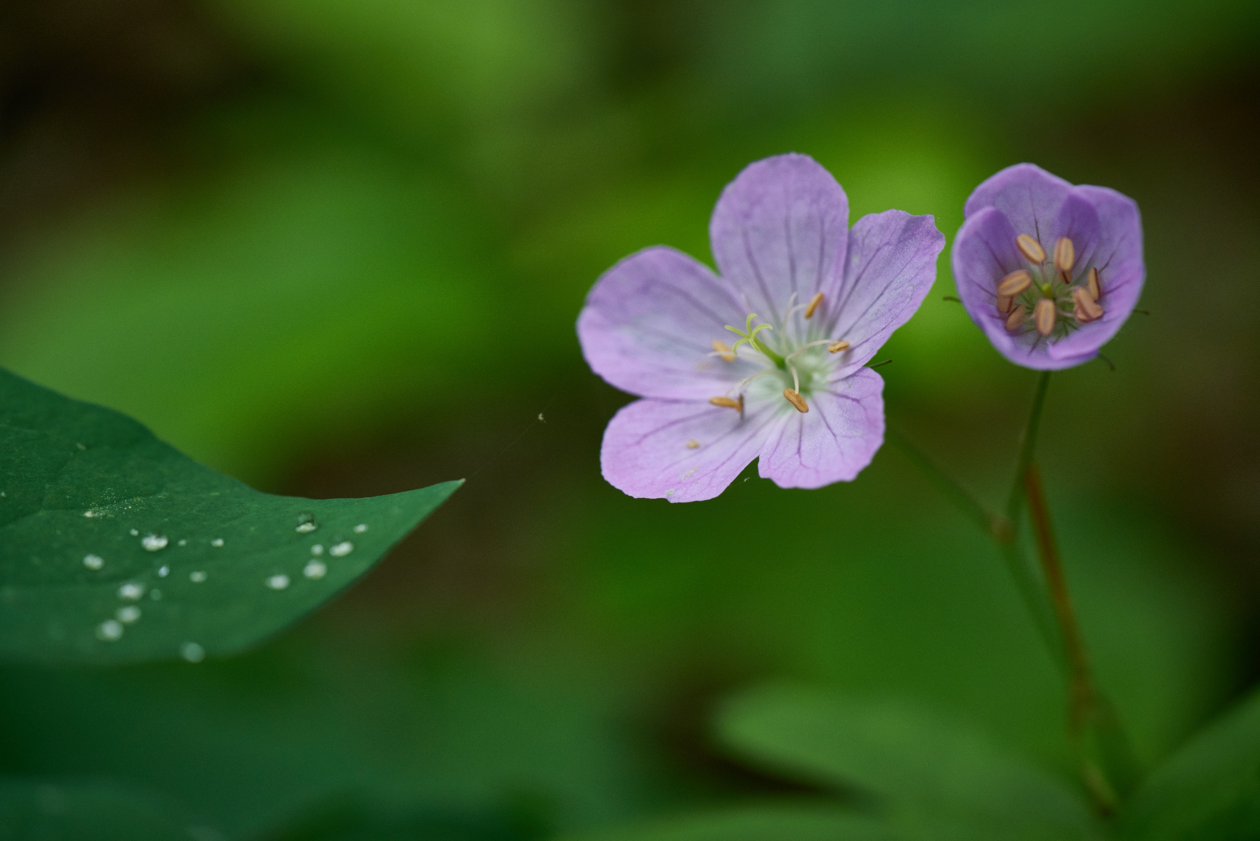 Ohio Wildflowers to Find All Year Long | The Nature Conservancy
